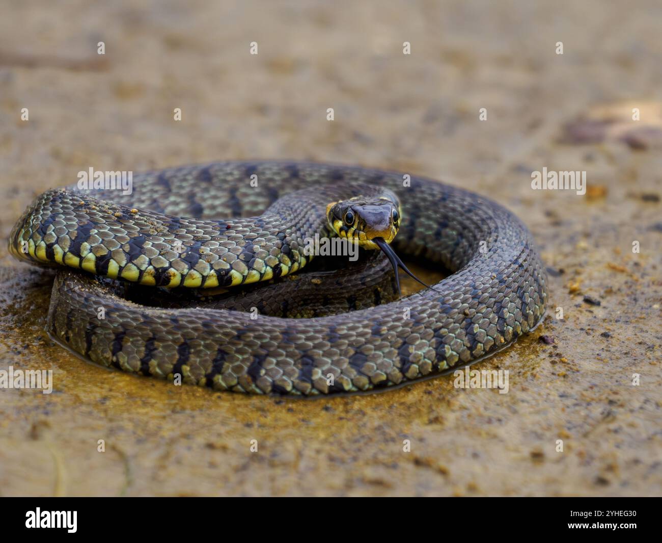Grass snake, Natrix natrix Stock Photo - Alamy