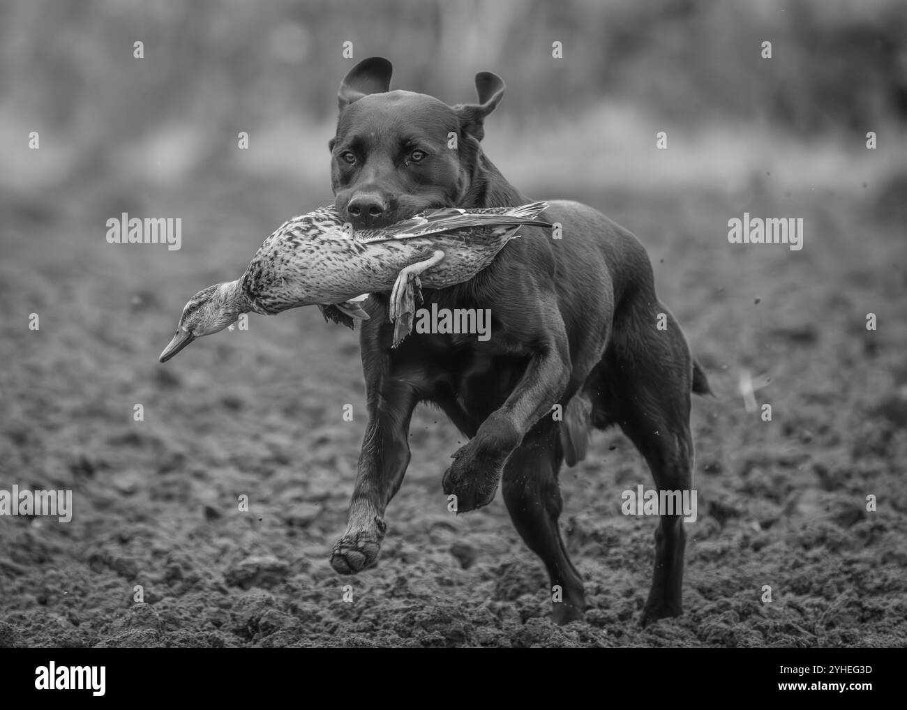 Black Labrador working on a game shoot Stock Photo - Alamy