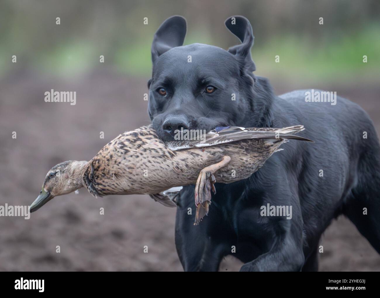 Black Labrador working on a game shoot Stock Photo - Alamy