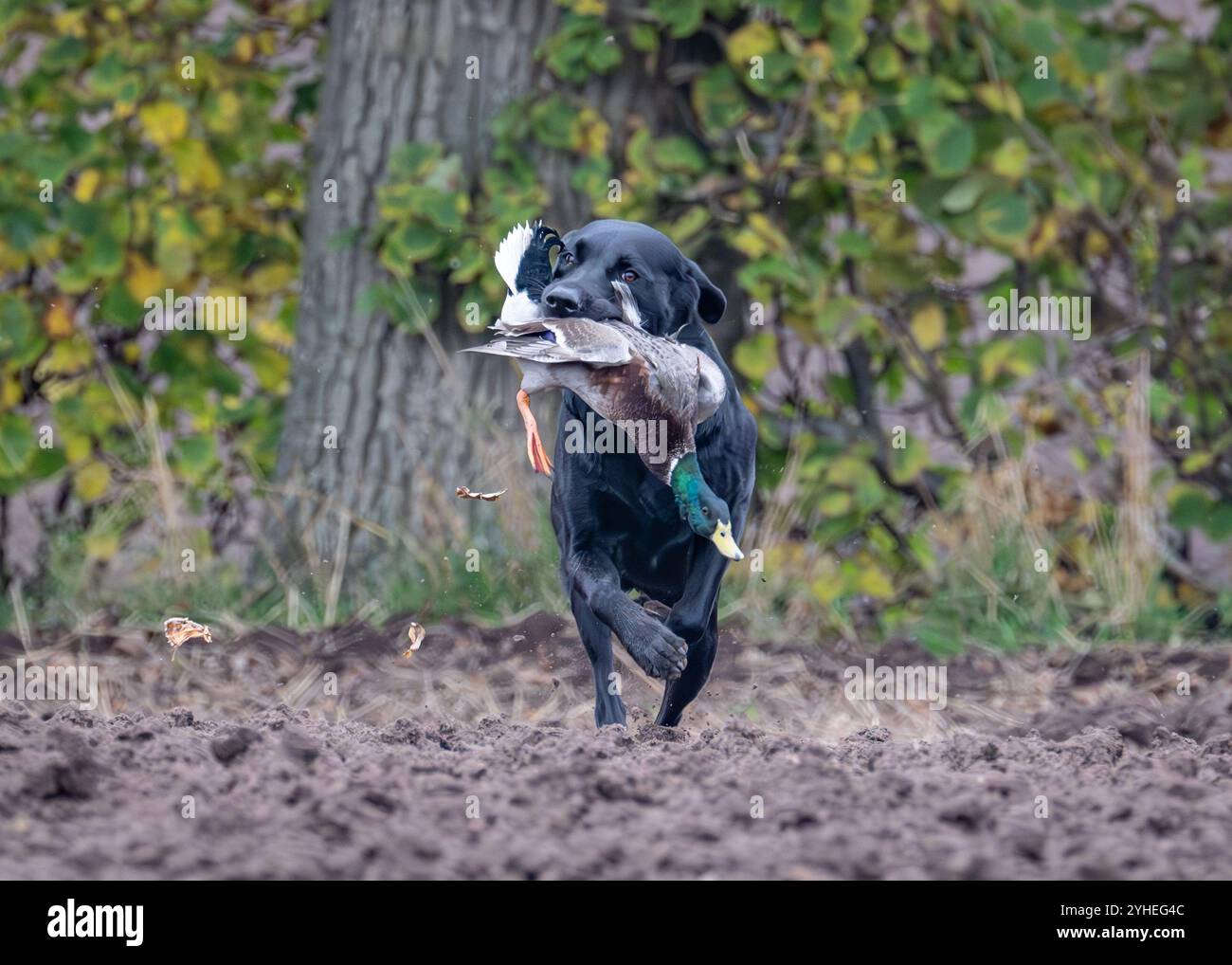 Black Labrador working on a game shoot Stock Photo - Alamy