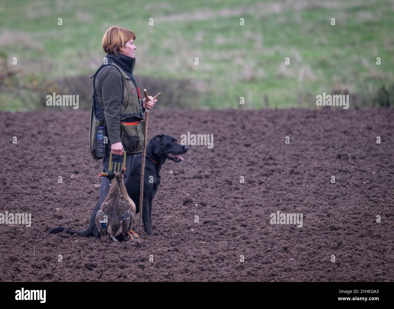 Black Labrador working on a game shoot Stock Photo - Alamy