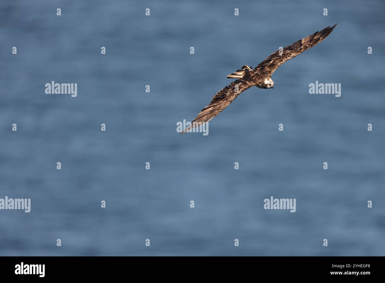 The osprey (Pandion haliaetus), historically known as sea hawk, river ...