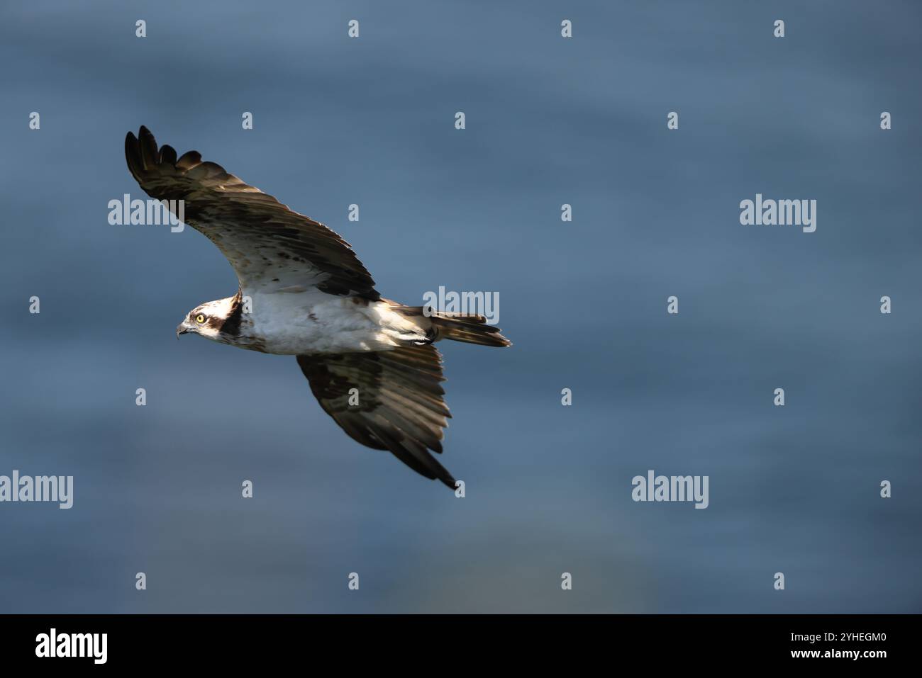 The osprey (Pandion haliaetus), historically known as sea hawk, river ...