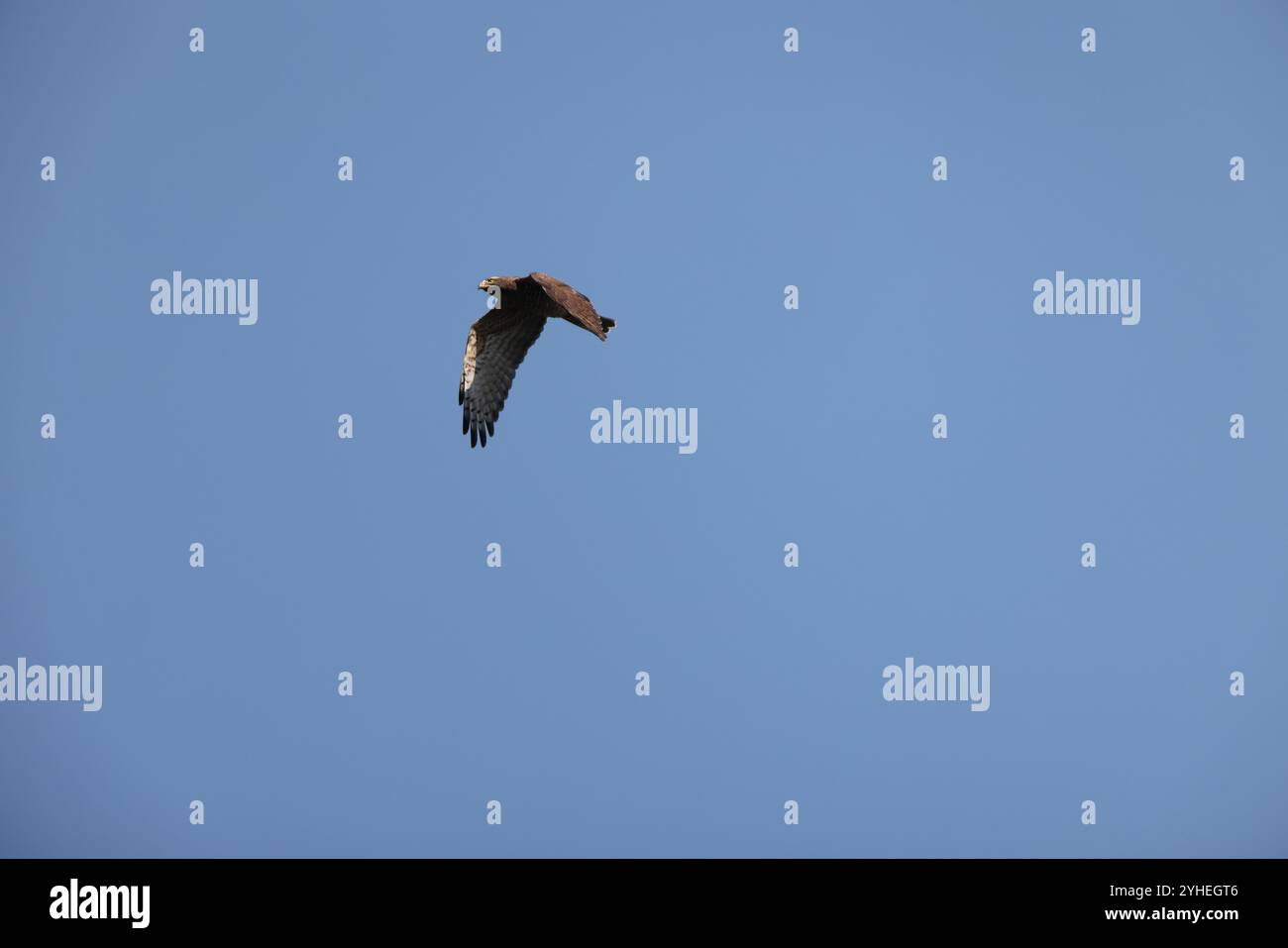 The grey-faced buzzard (Butastur indicus) in Japan Stock Photo - Alamy
