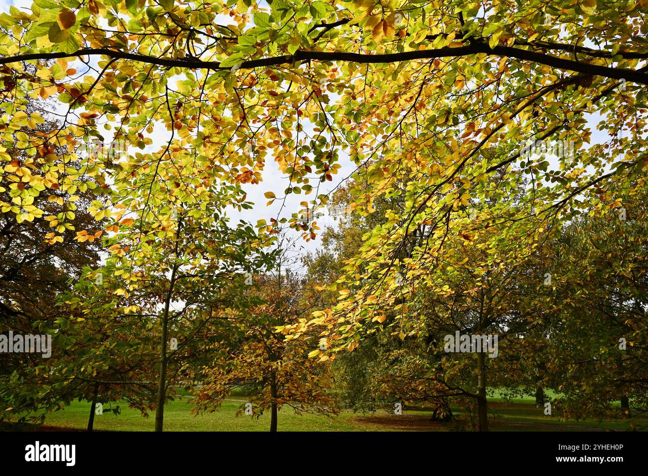 Autumn in Greenwich Park, Greenwich, London, UK Stock Photo - Alamy