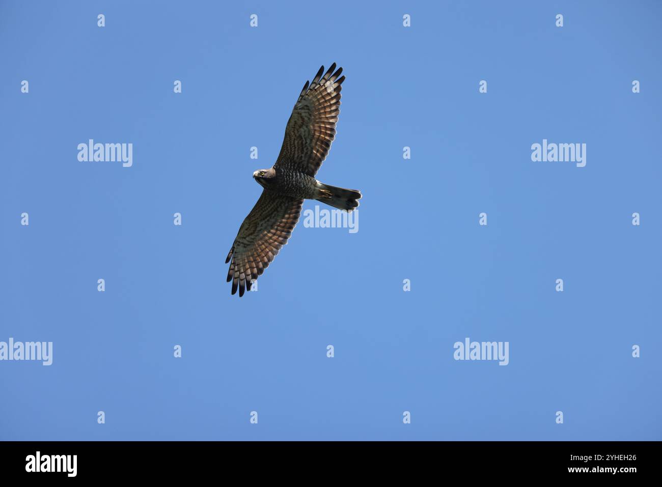 The grey-faced buzzard (Butastur indicus) in Japan Stock Photo - Alamy