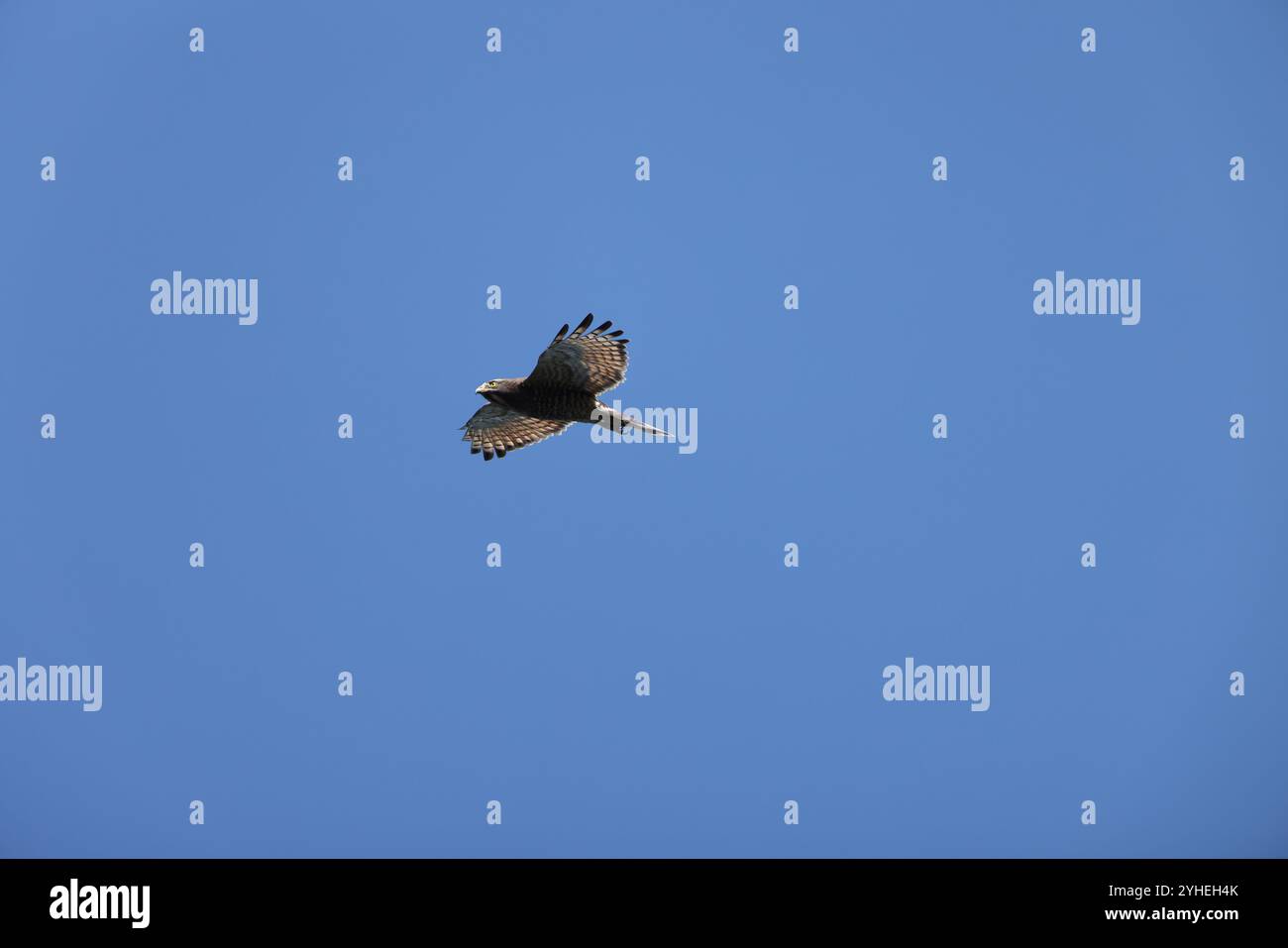 The grey-faced buzzard (Butastur indicus) in Japan Stock Photo - Alamy