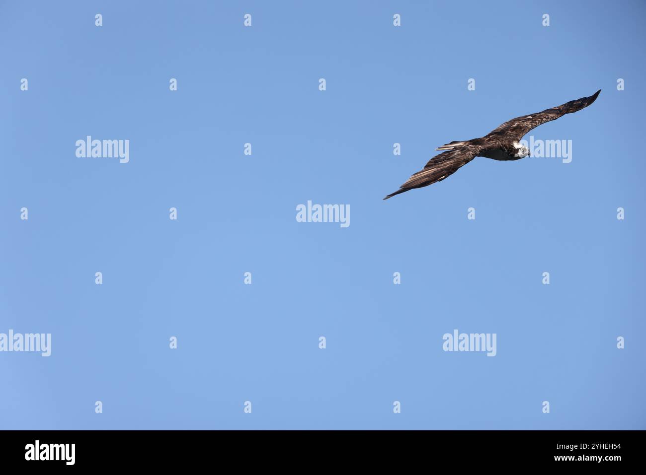 The osprey (Pandion haliaetus), historically known as sea hawk, river ...