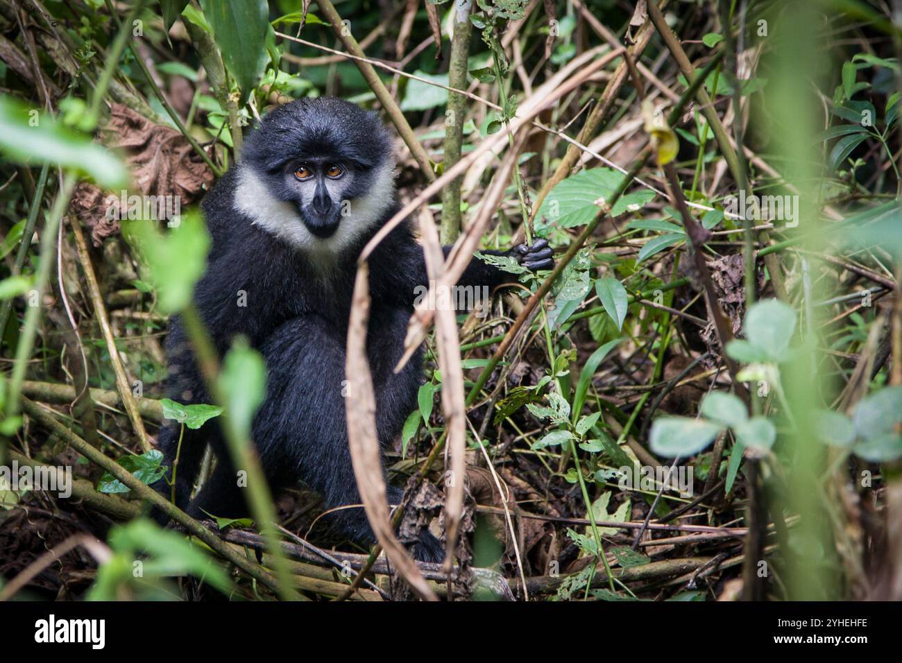 L’hoest’s monkey hi-res stock photography and images - Alamy