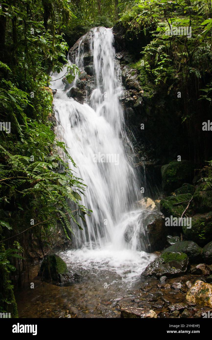 Bwindi Impenetrable National Park, Kanungu District, Uganda is known ...