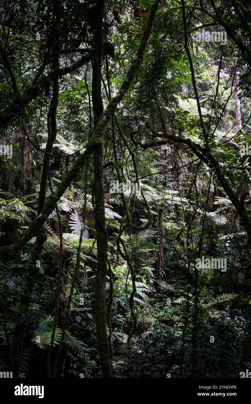 Incredible biodiversity hi-res stock photography and images - Alamy