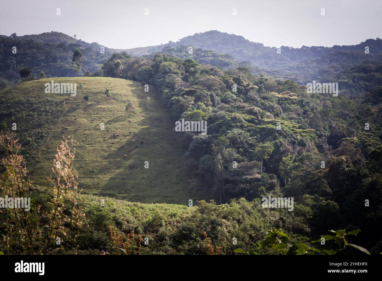 Deforestation forest edge africa hi-res stock photography and images ...