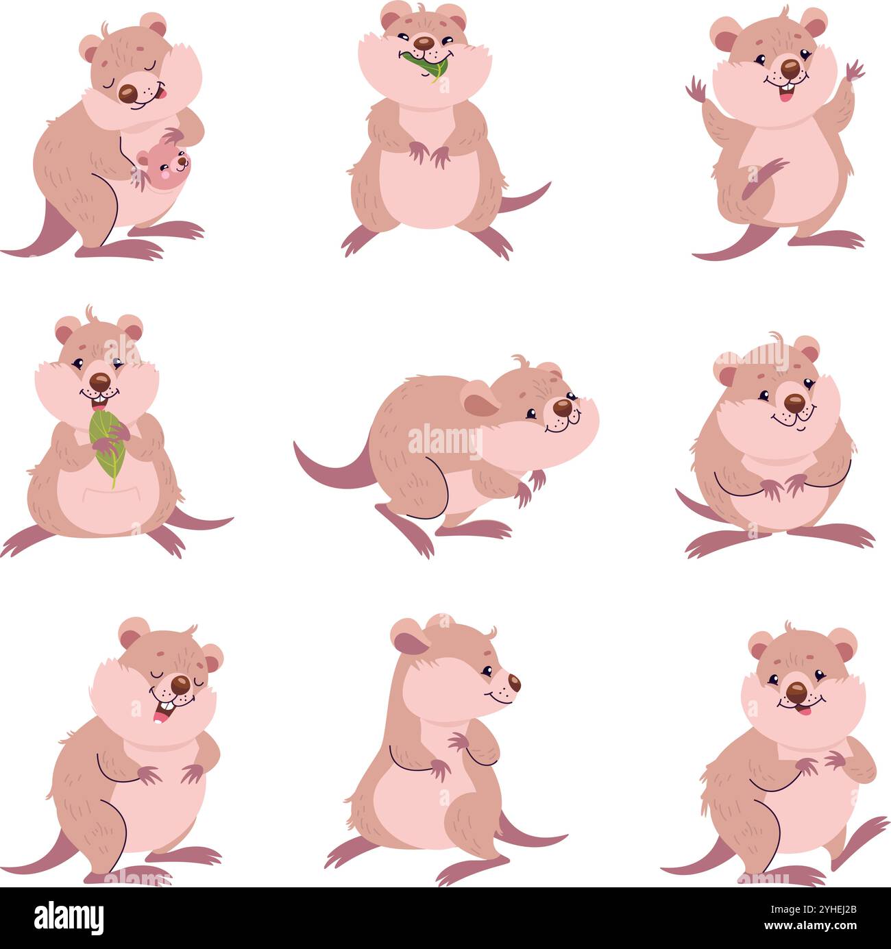 Funny quokka. Cute fluffy quokka in different poses, eating jumping ...