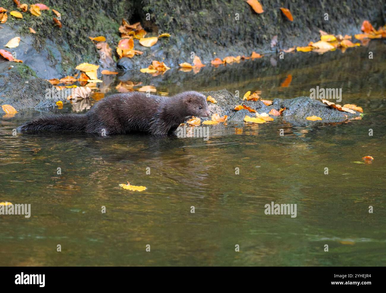 Mink, River Teifi, Wales Stock Photo - Alamy