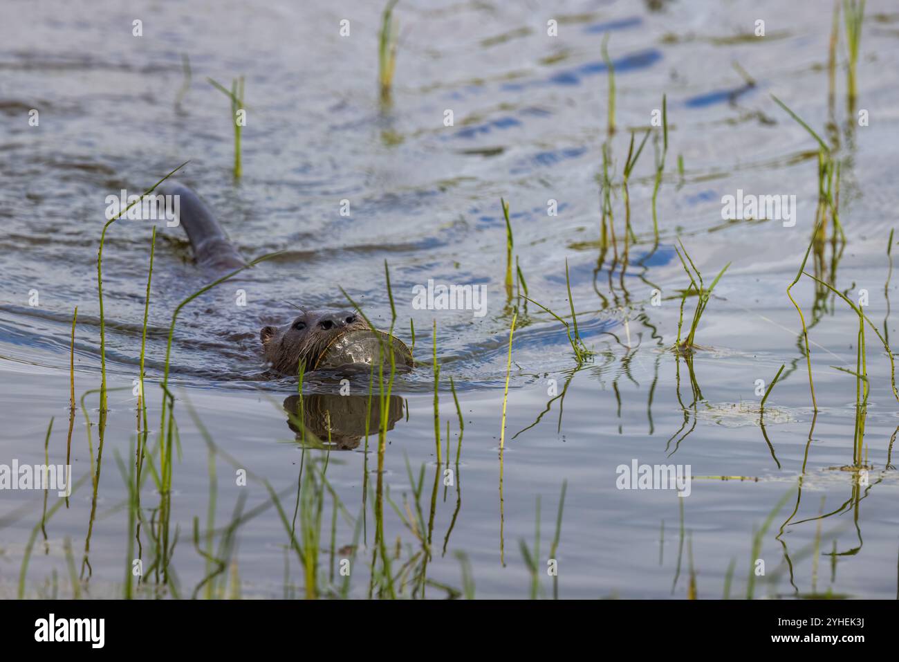 River otter holding a painted turtle it caught in a northern Wisconsin ...