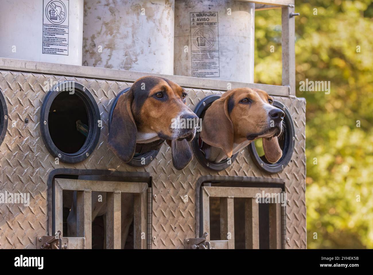 Bear tracking dogs hi-res stock photography and images - Alamy