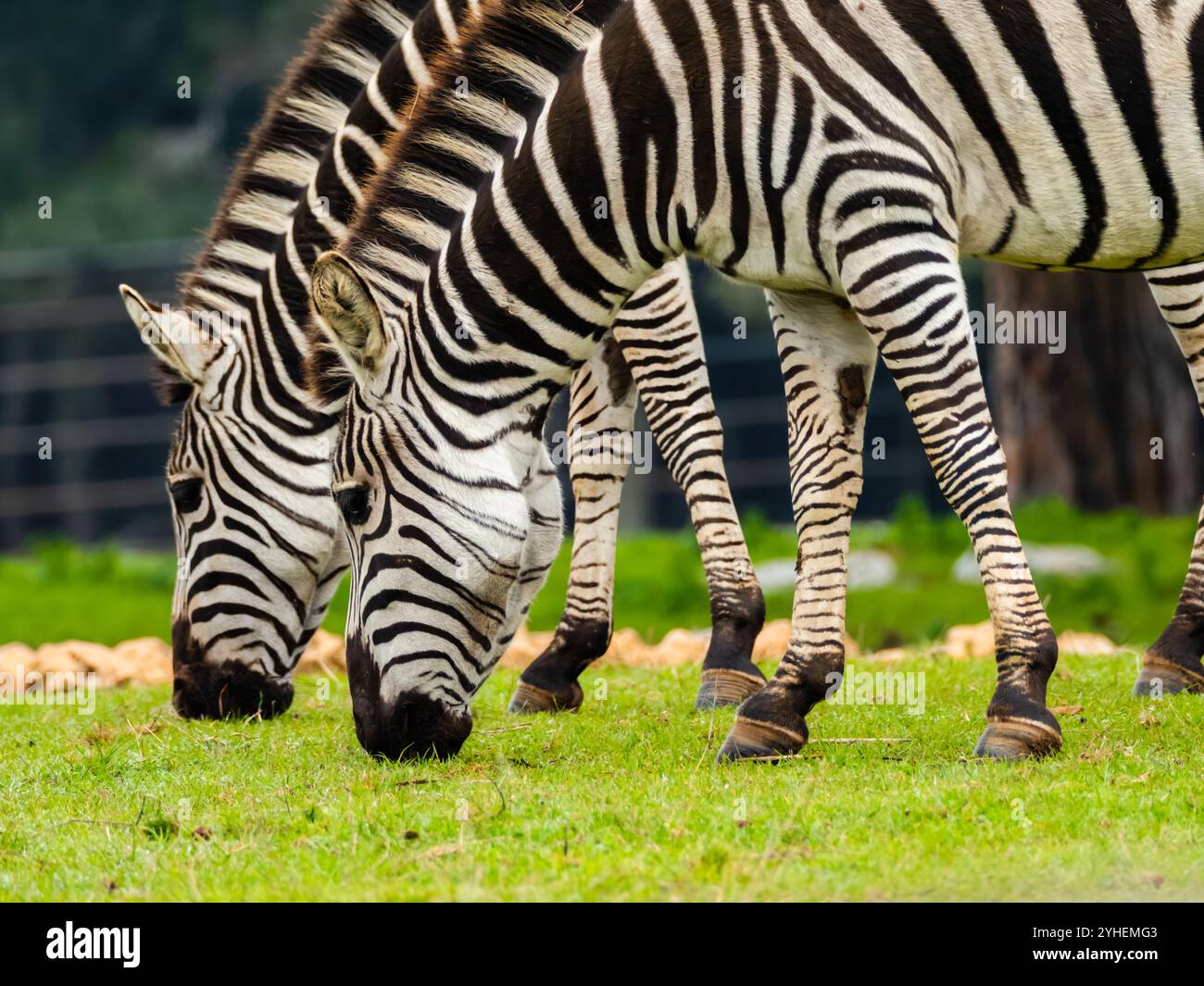 Zebras in the brijuni national park hi-res stock photography and images ...