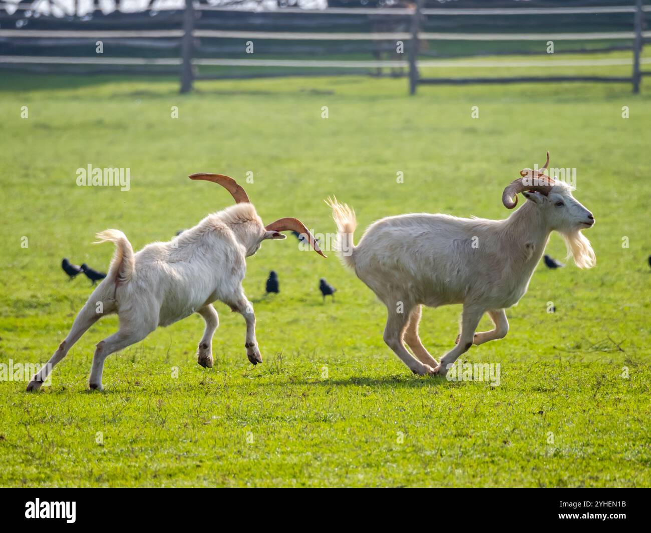 Animals in Safari zoo in Brijuni islands near Pula in Croatia Stock ...