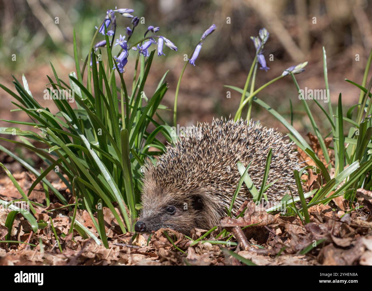 Hedgehog in a ball hi-res stock photography and images - Alamy