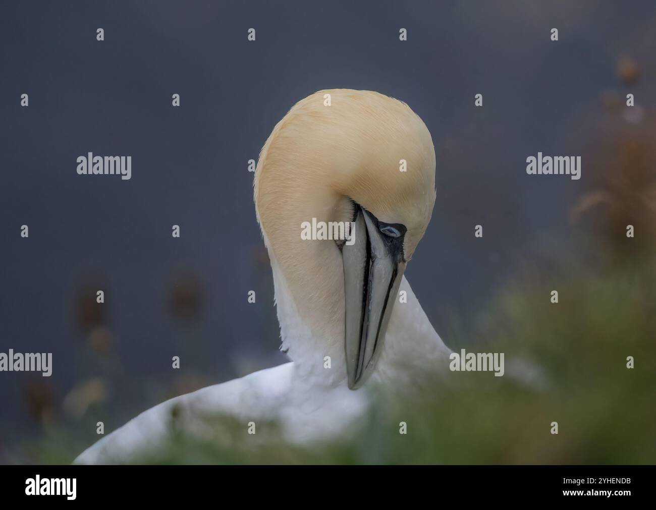 Distinctive blue head hi-res stock photography and images - Alamy