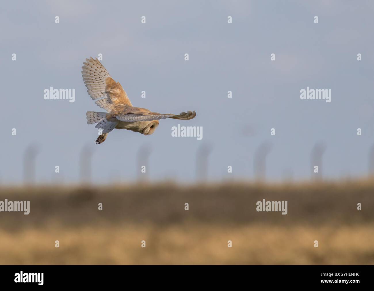 A beautiful Barn Owl (Tyto Alba) in flight, highlighted by the sunrise ...