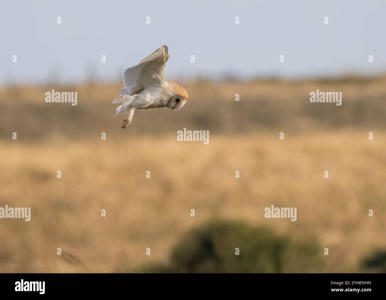 A beautiful Barn Owl (Tyto Alba) in flight, highlighted by the sunrise ...