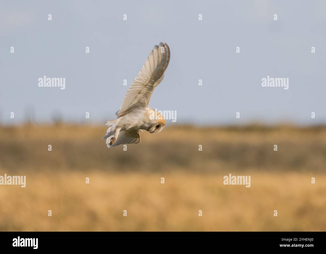 A beautiful Barn Owl (Tyto Alba) in flight, highlighted by the sunrise ...