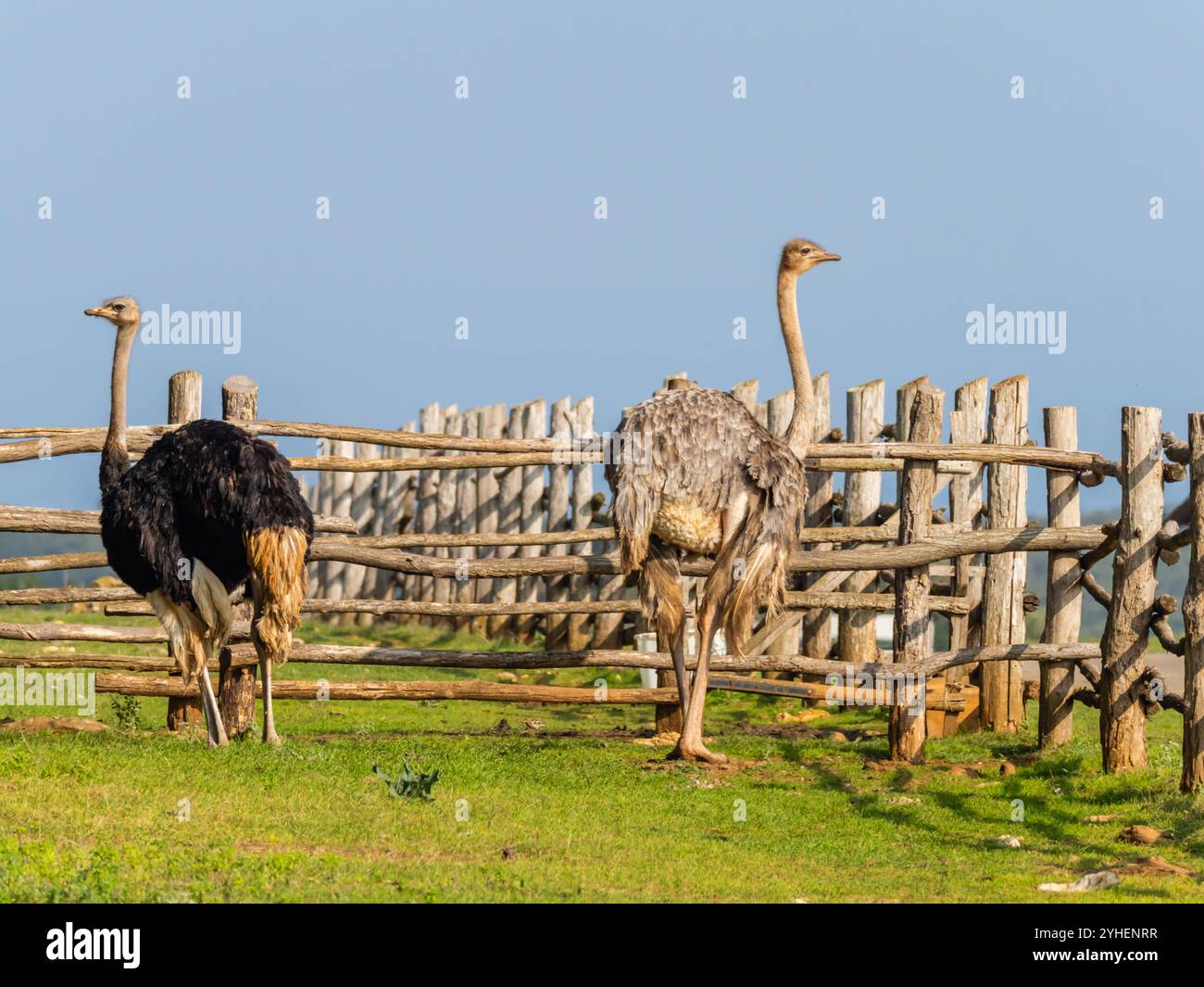 Animals in Safari zoo in Brijuni islands near Pula in Croatia Stock ...