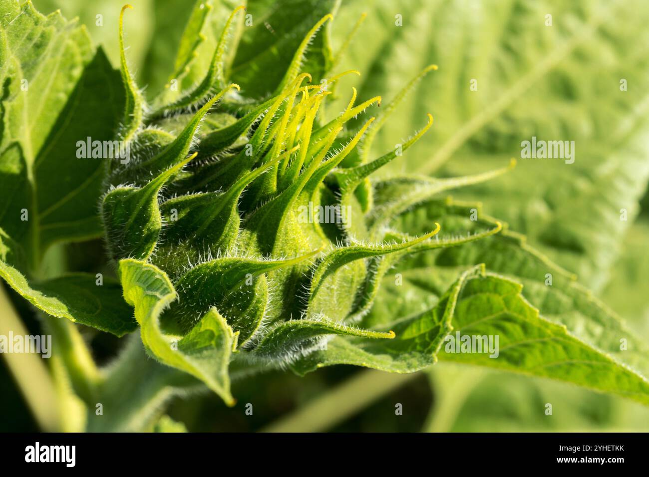 plant growing close up Stock Photo - Alamy