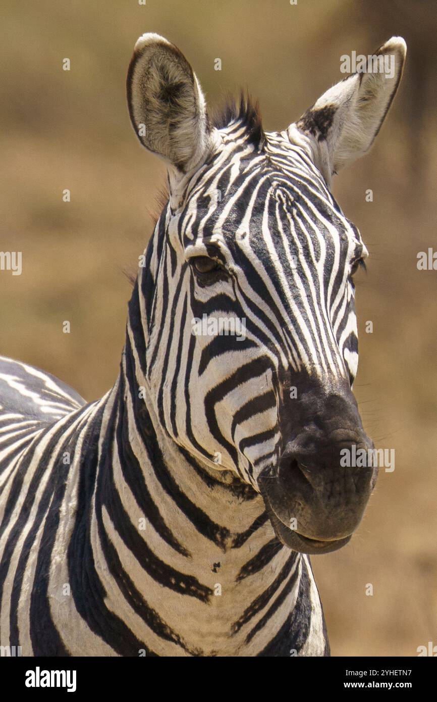 Zebra in profile in the Serengeti Tanzania Stock Photo - Alamy