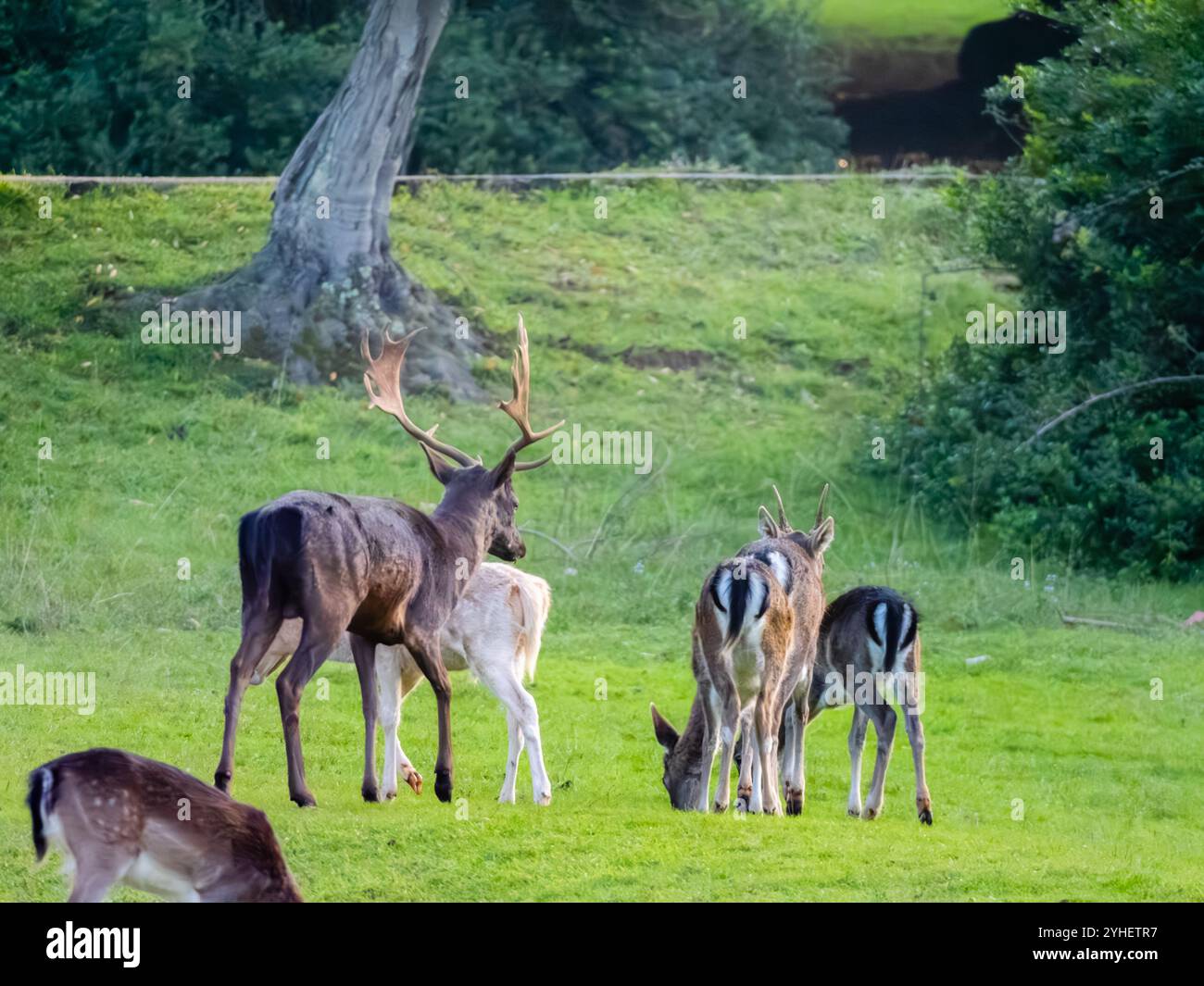 Wildlife animals in outdoors Brijuni islands near Pula in Croatia Stock ...