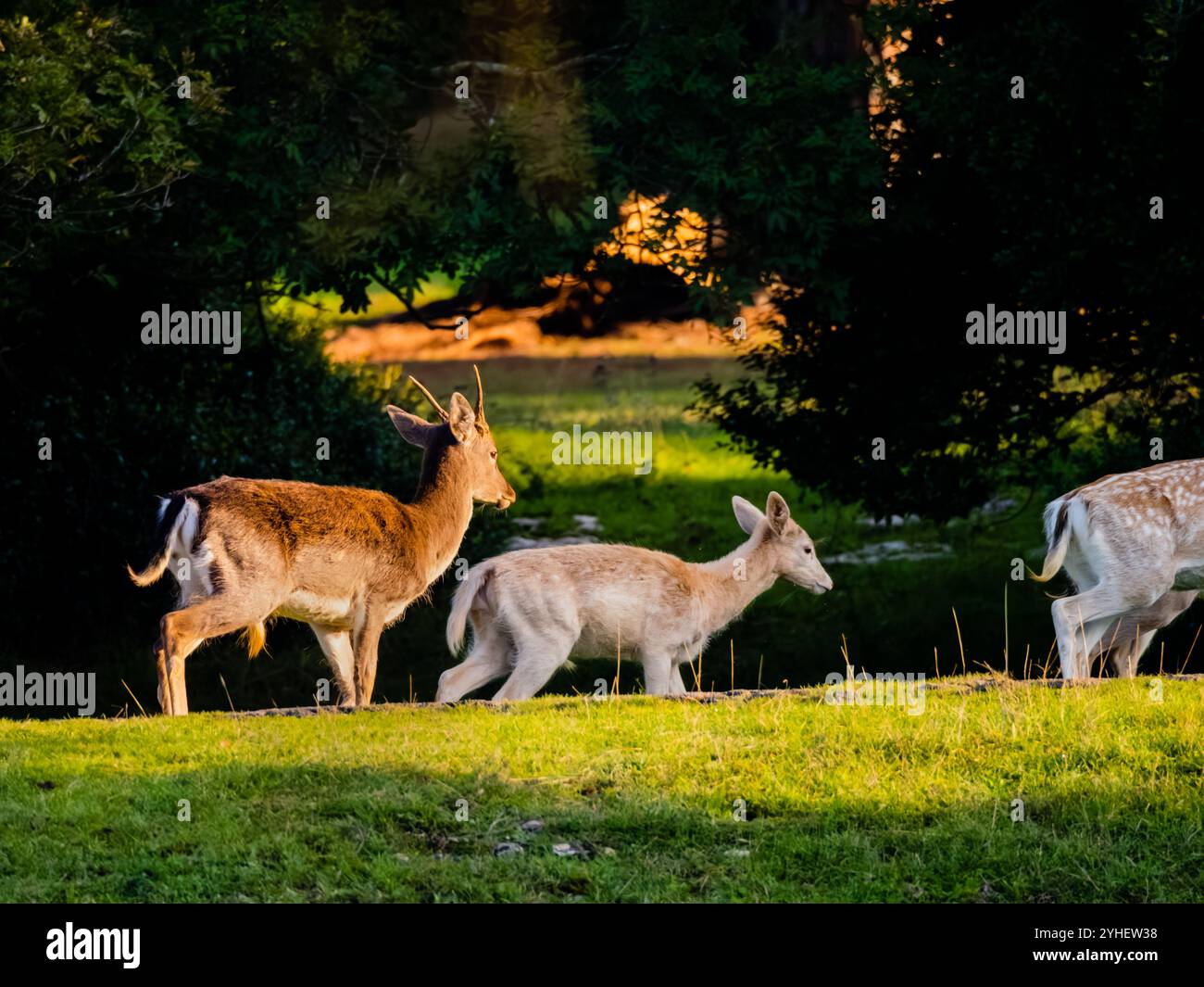 Wildlife animals in outdoors in Brijuni islands near Pula in Croatia ...