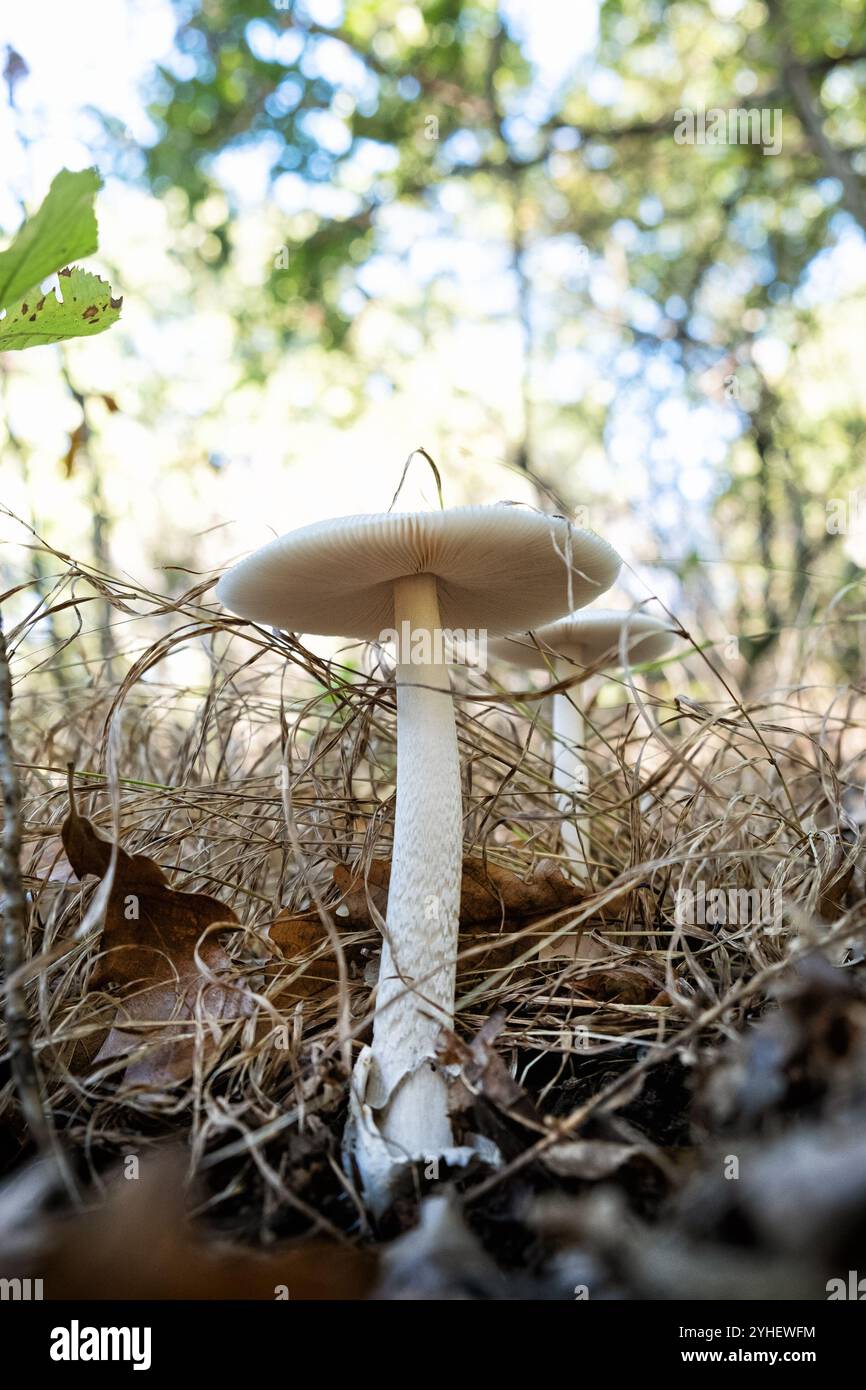 Seasonal natural scene, Tribec mountain range, Slovak republic. Travel ...
