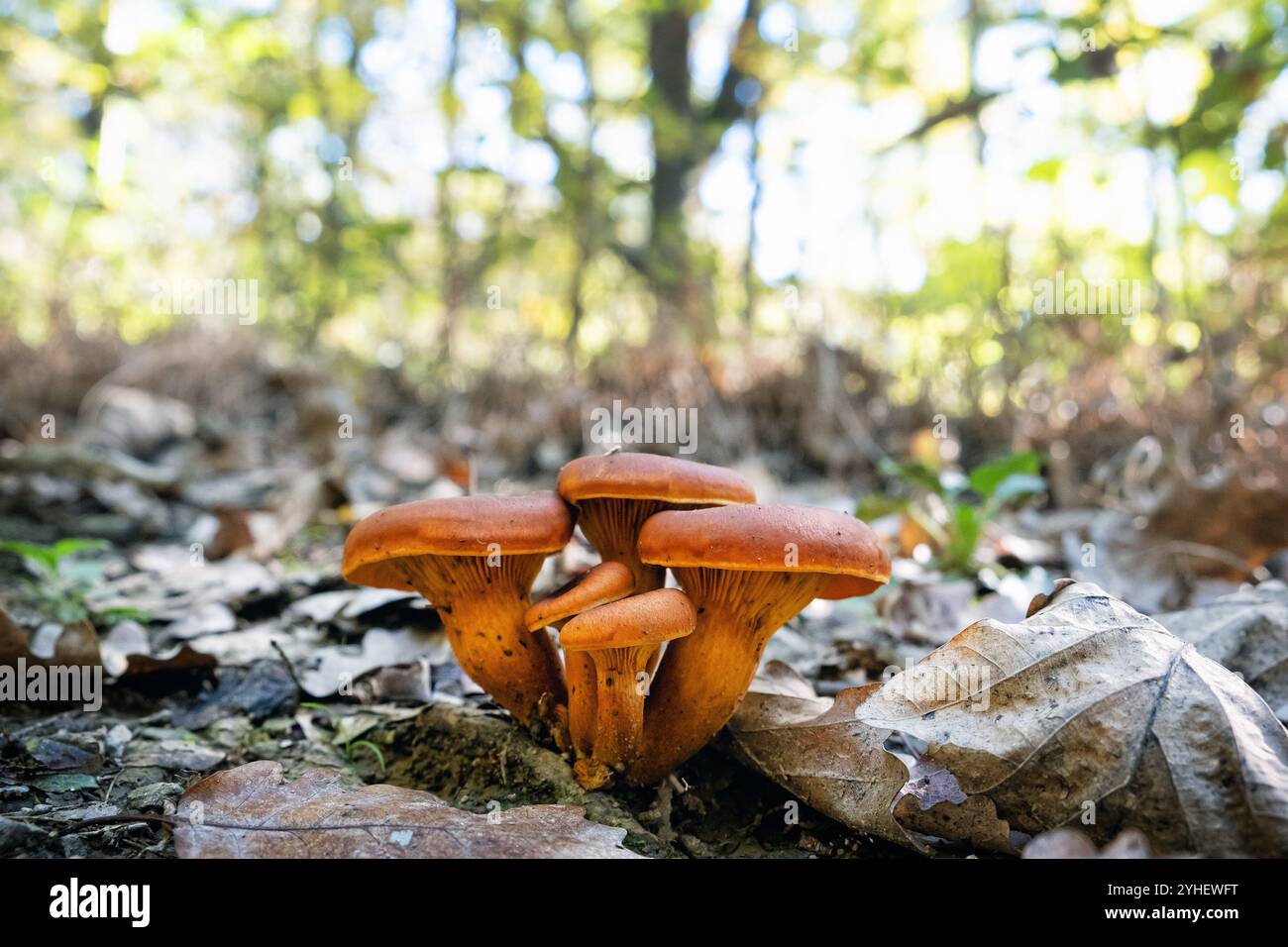 Seasonal natural scene, Tribec mountain range, Slovak republic. Travel ...