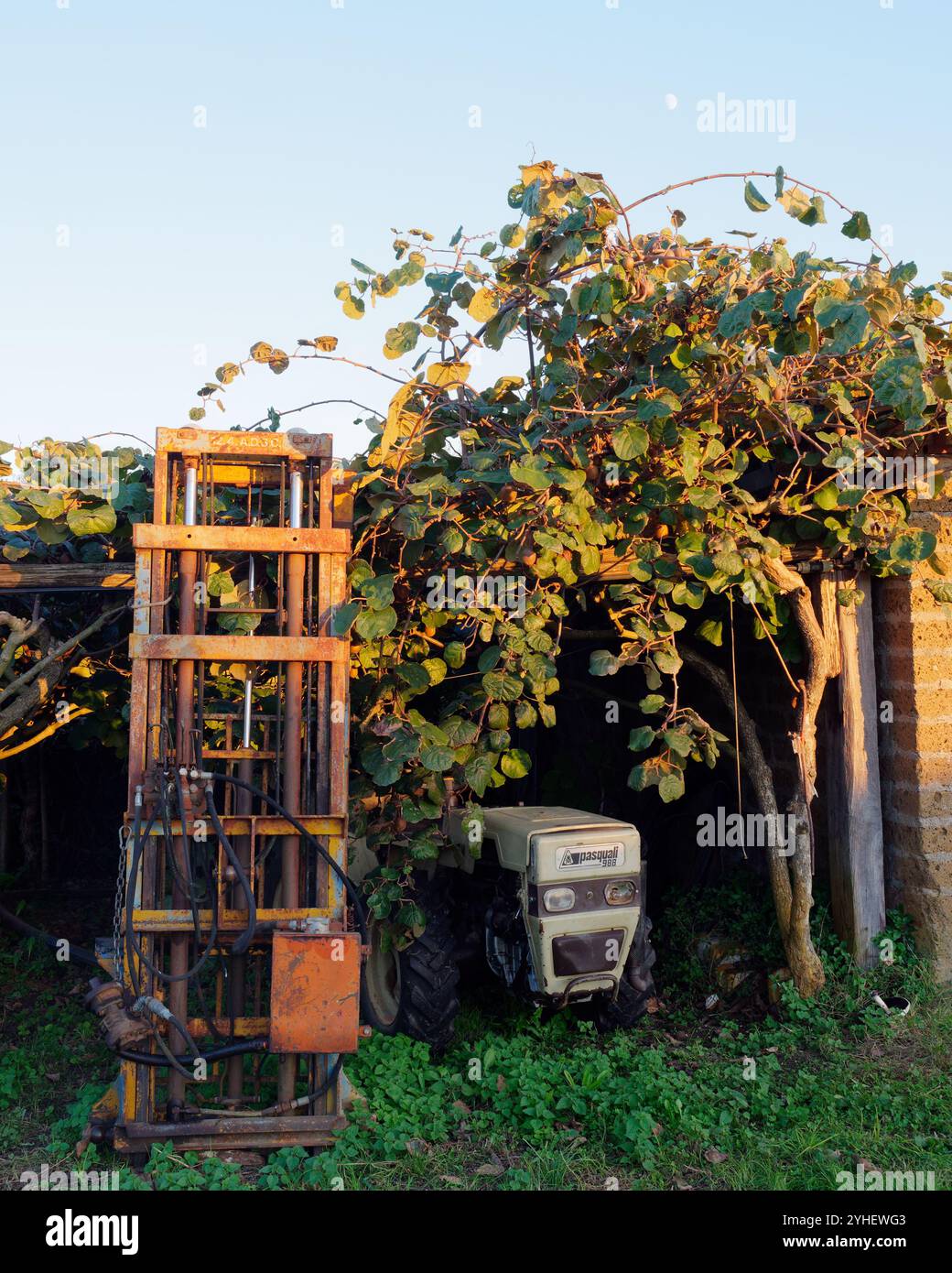 Kiwi plant with tiny tractor and device for lattaching to a tractor to ...