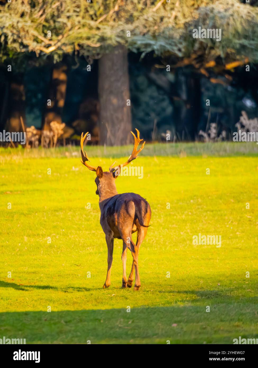 Deer animal in outdoors in Brijuni islands near Pula in Croatia Stock ...