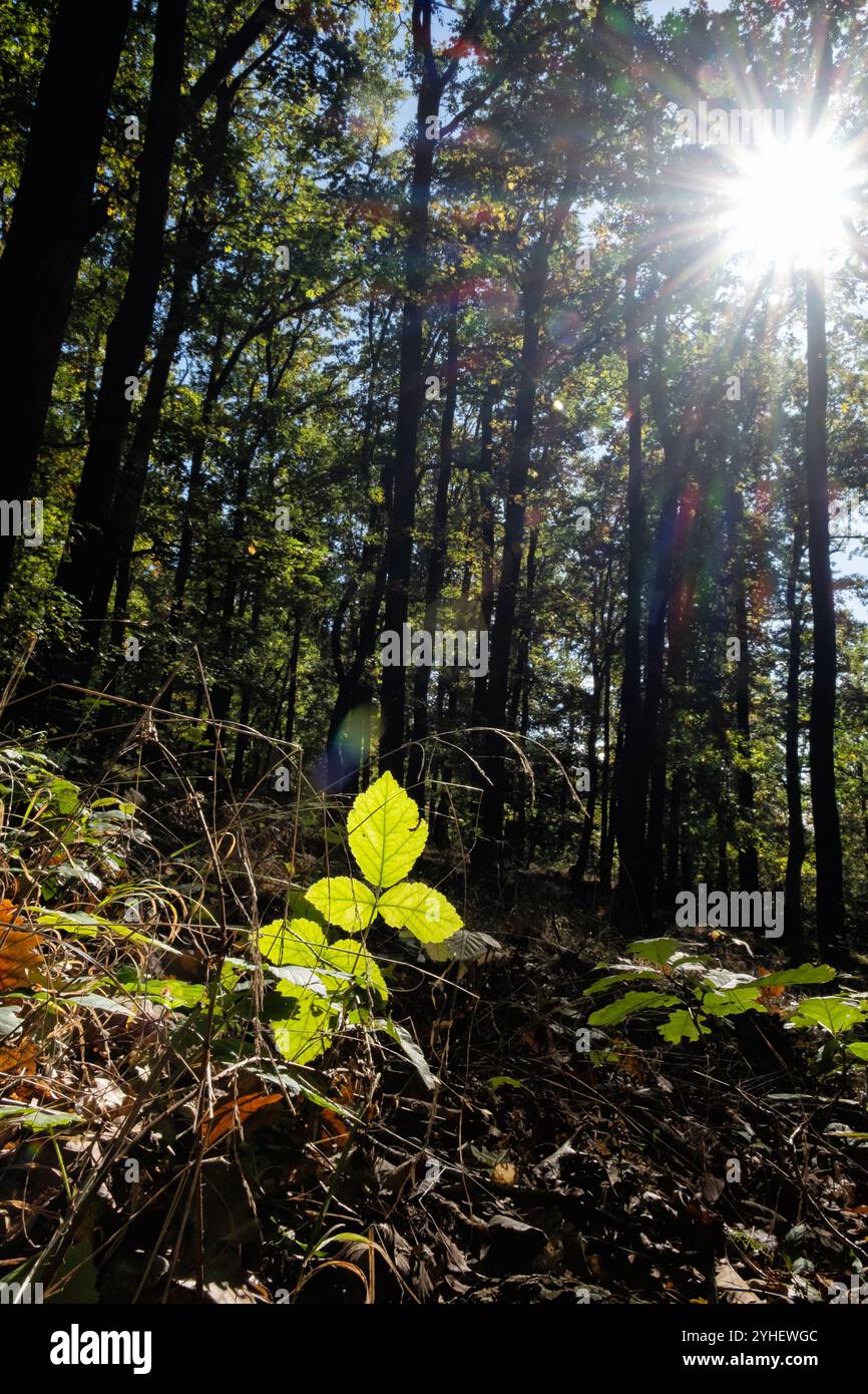 Seasonal natural scene, Tribec mountain range, Slovak republic. Travel ...