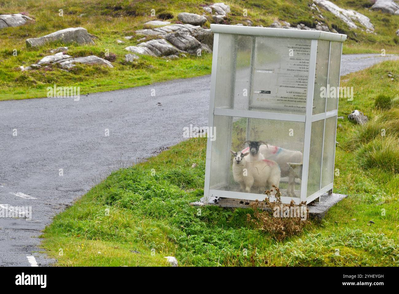 Sheep waiting for the bus Stock Photo - Alamy