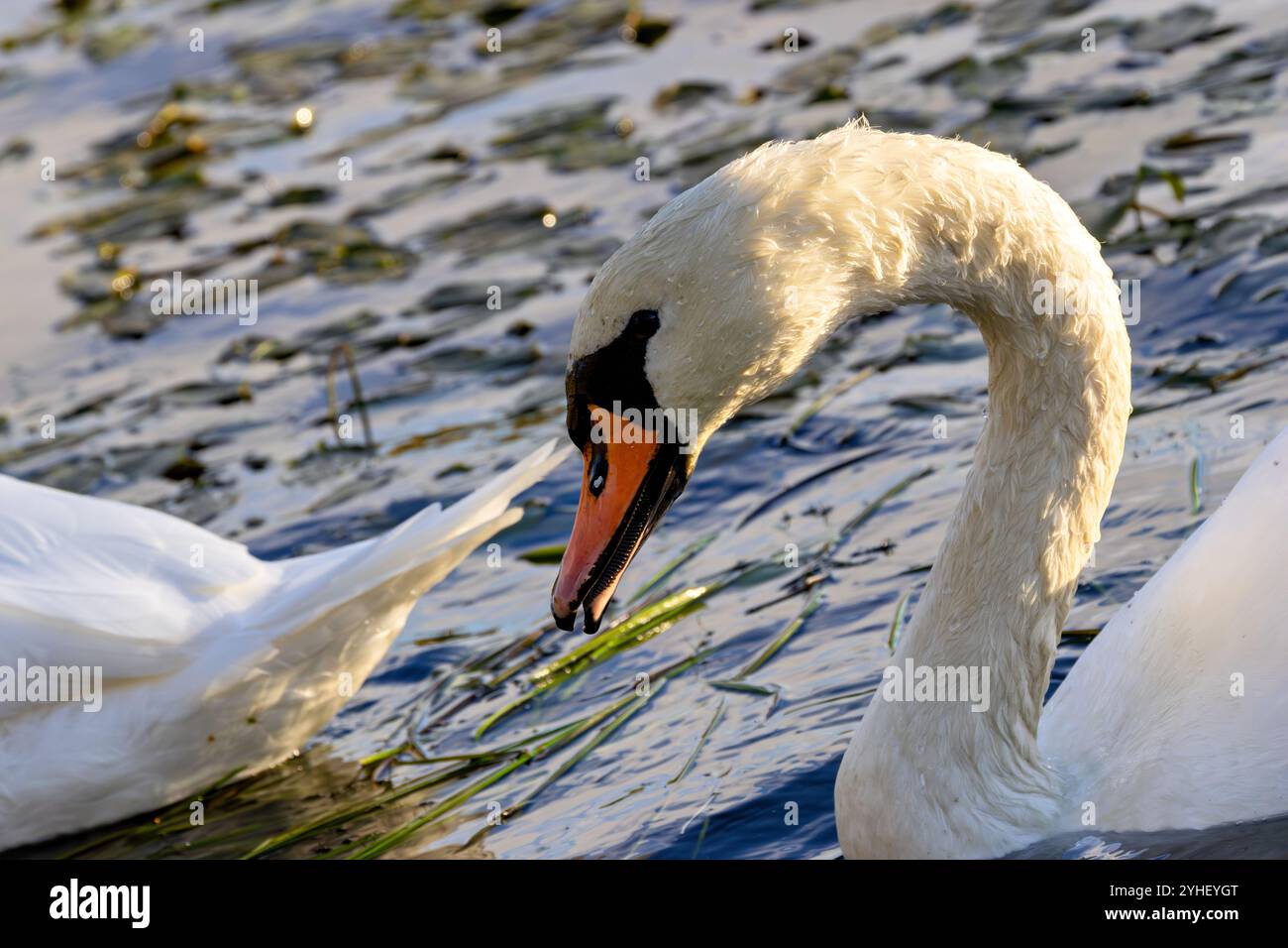 White Mute Swan with elegant long neck. Feeds on aquatic plants and ...