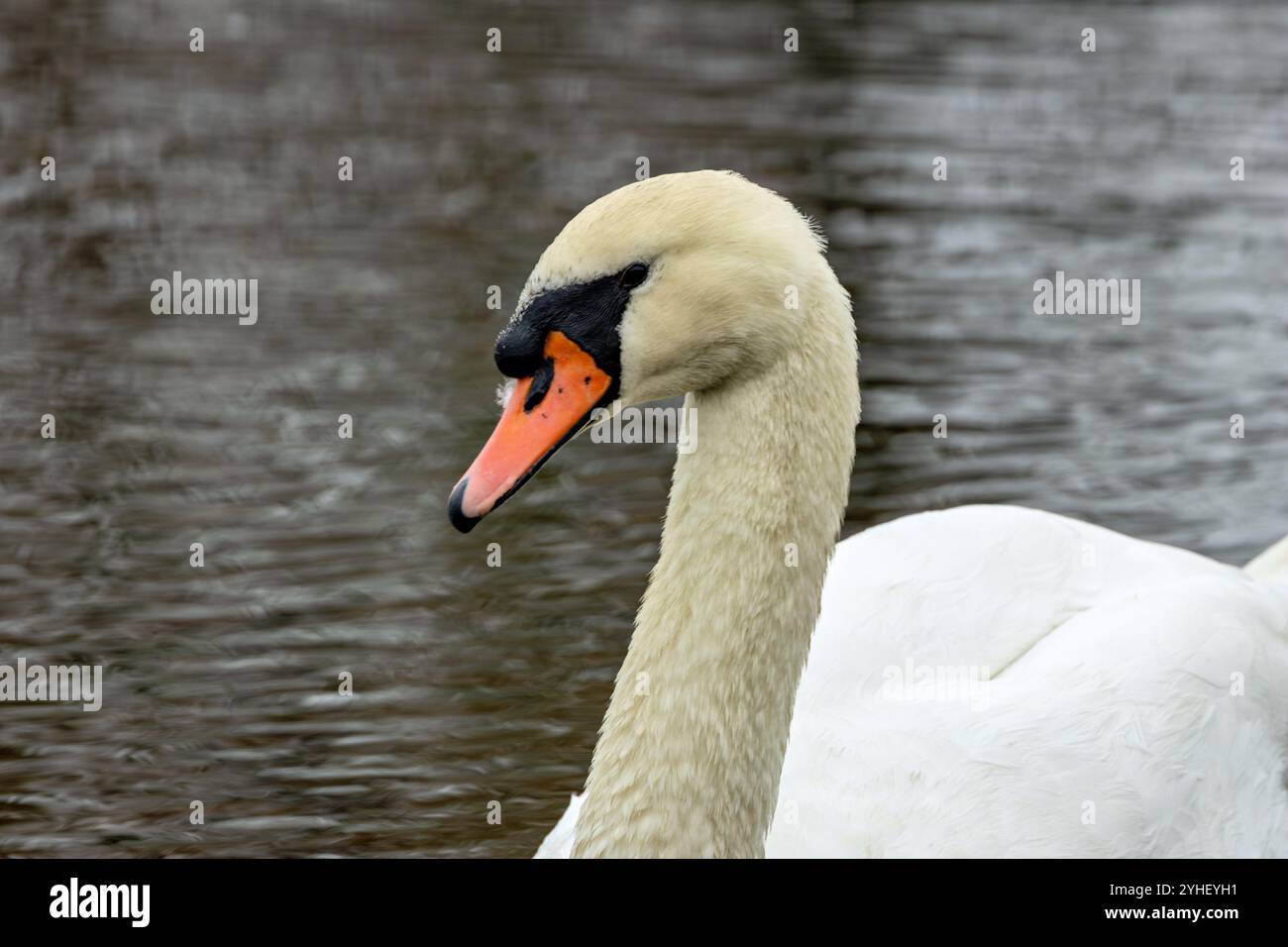 White Mute Swan with elegant long neck. Feeds on aquatic plants and ...