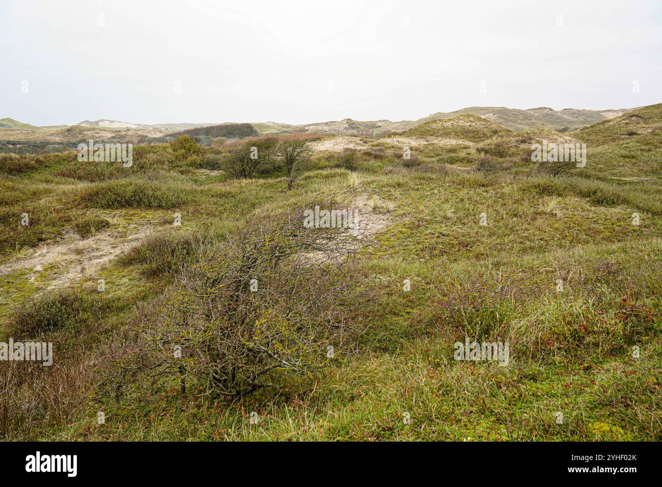 Egmond aan Zee,North Holland , Netherlands. Naturally protected dune landscape on the Dutch ...