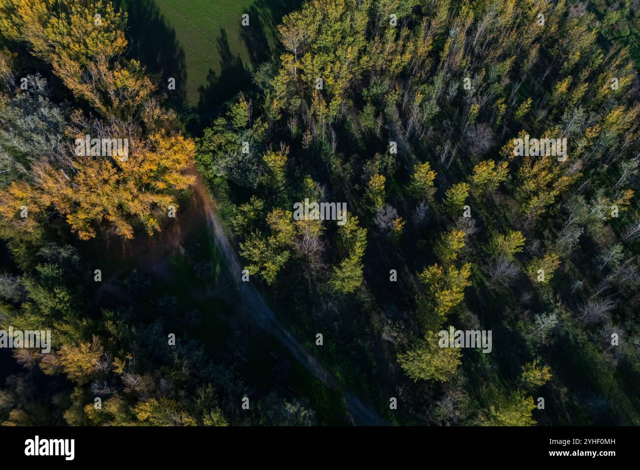 Trees with open canopy hi-res stock photography and images - Alamy