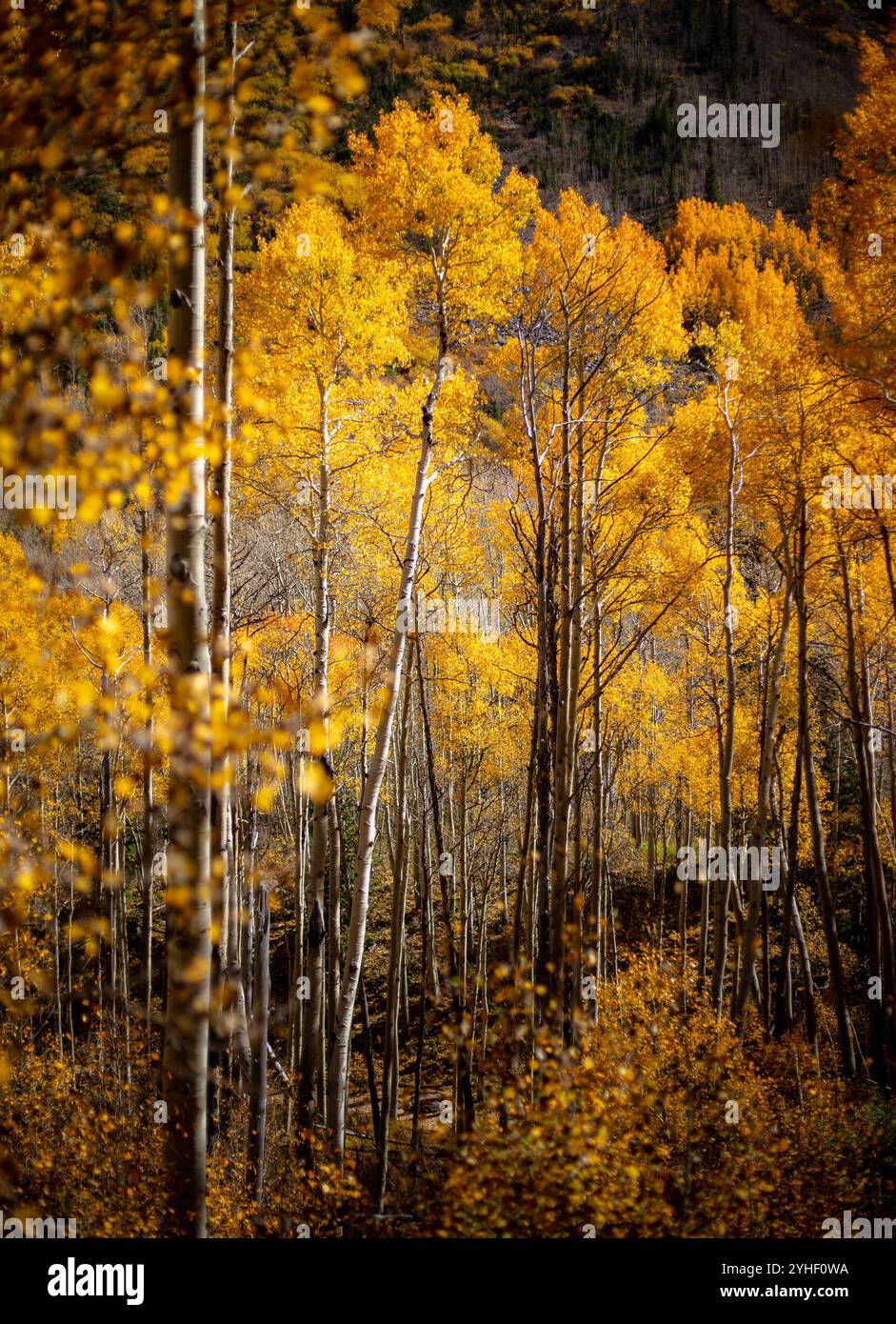Fall foliage in colorado mountains Stock Photo - Alamy