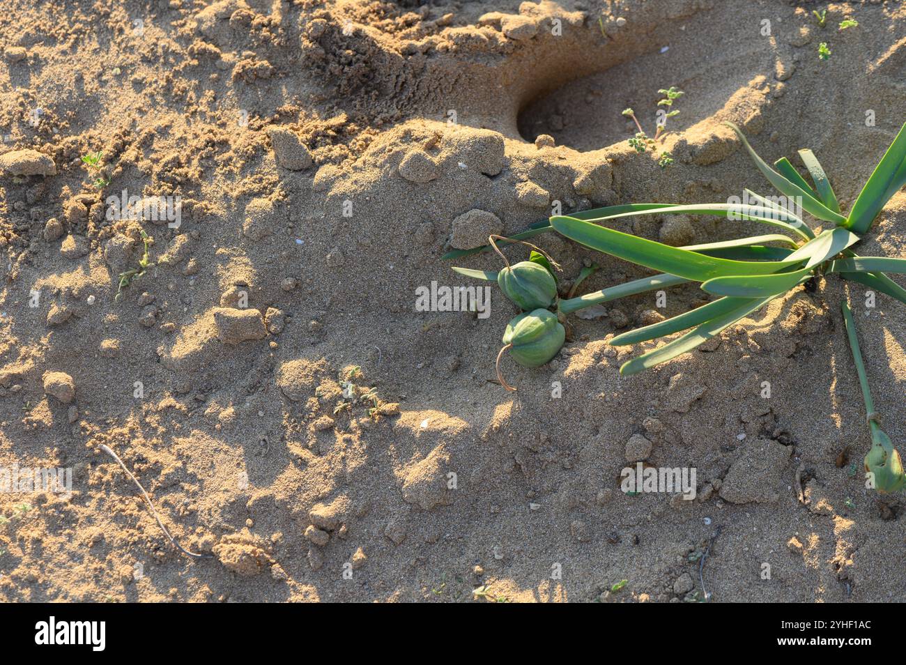 Small green shoots break through the sandy earth, basking in gentle ...