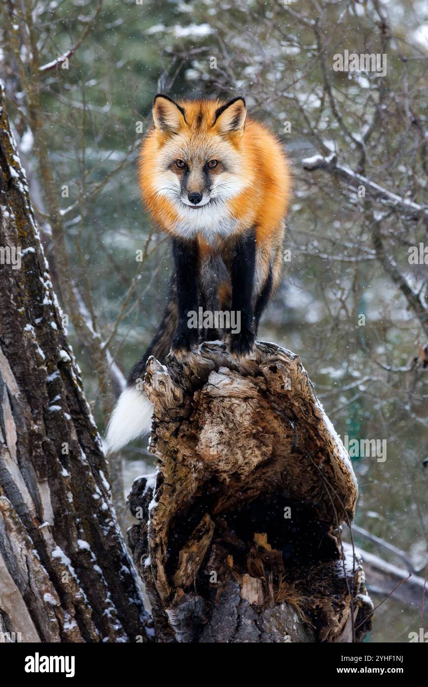 The red fox is the largest of the true foxes and one of the most widely ...