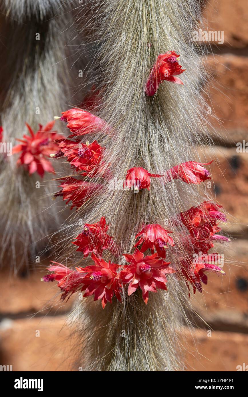 Monkey Tail Cactus Hi Res Stock Photography And Images Alamy