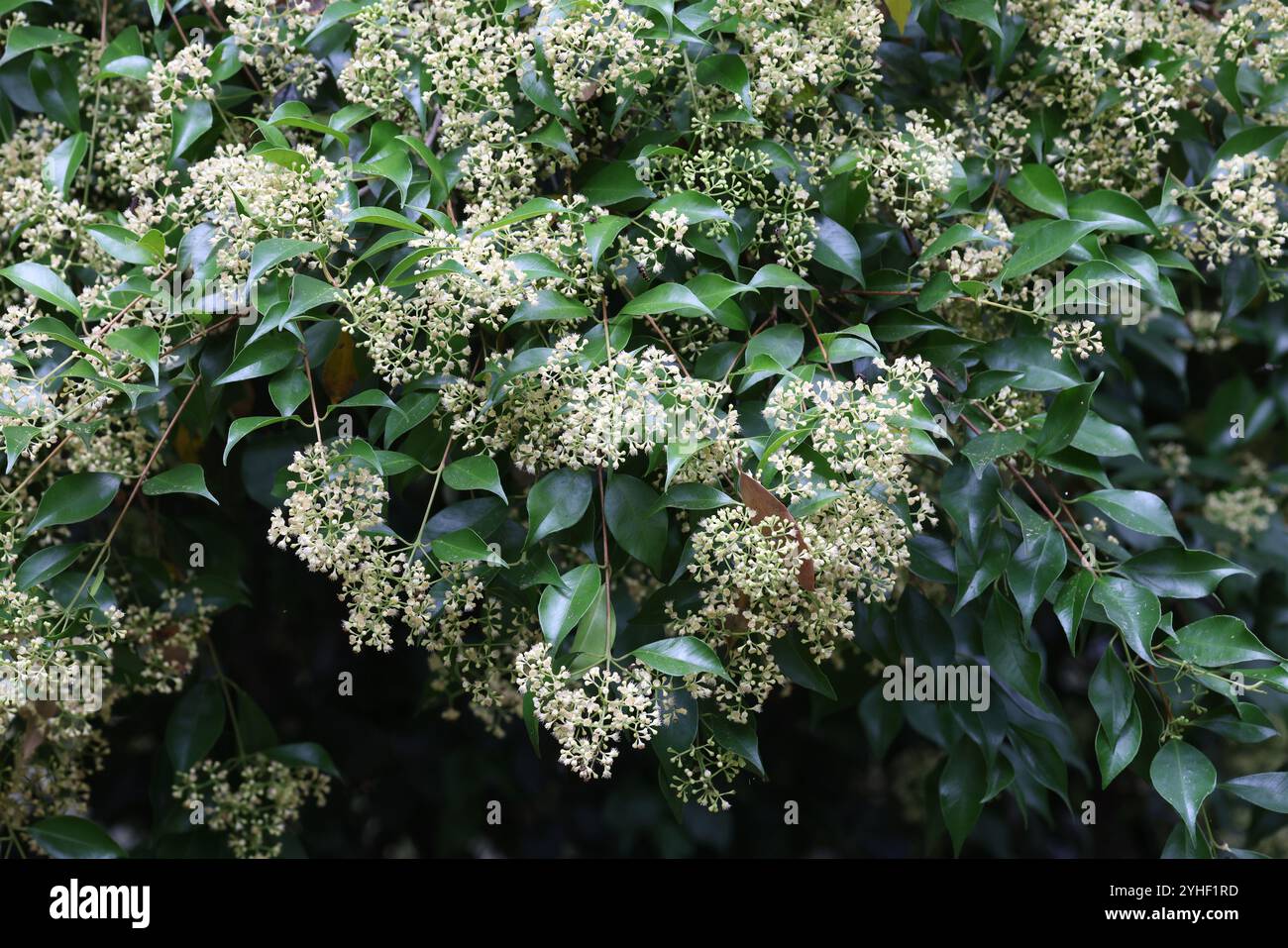 Australian Lilly Pilly tree in flower Stock Photo - Alamy