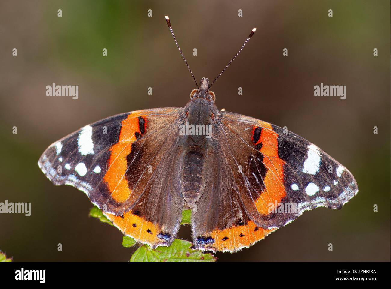 Vanessa atalanta, commonly known as the red admiral. The name "red ...