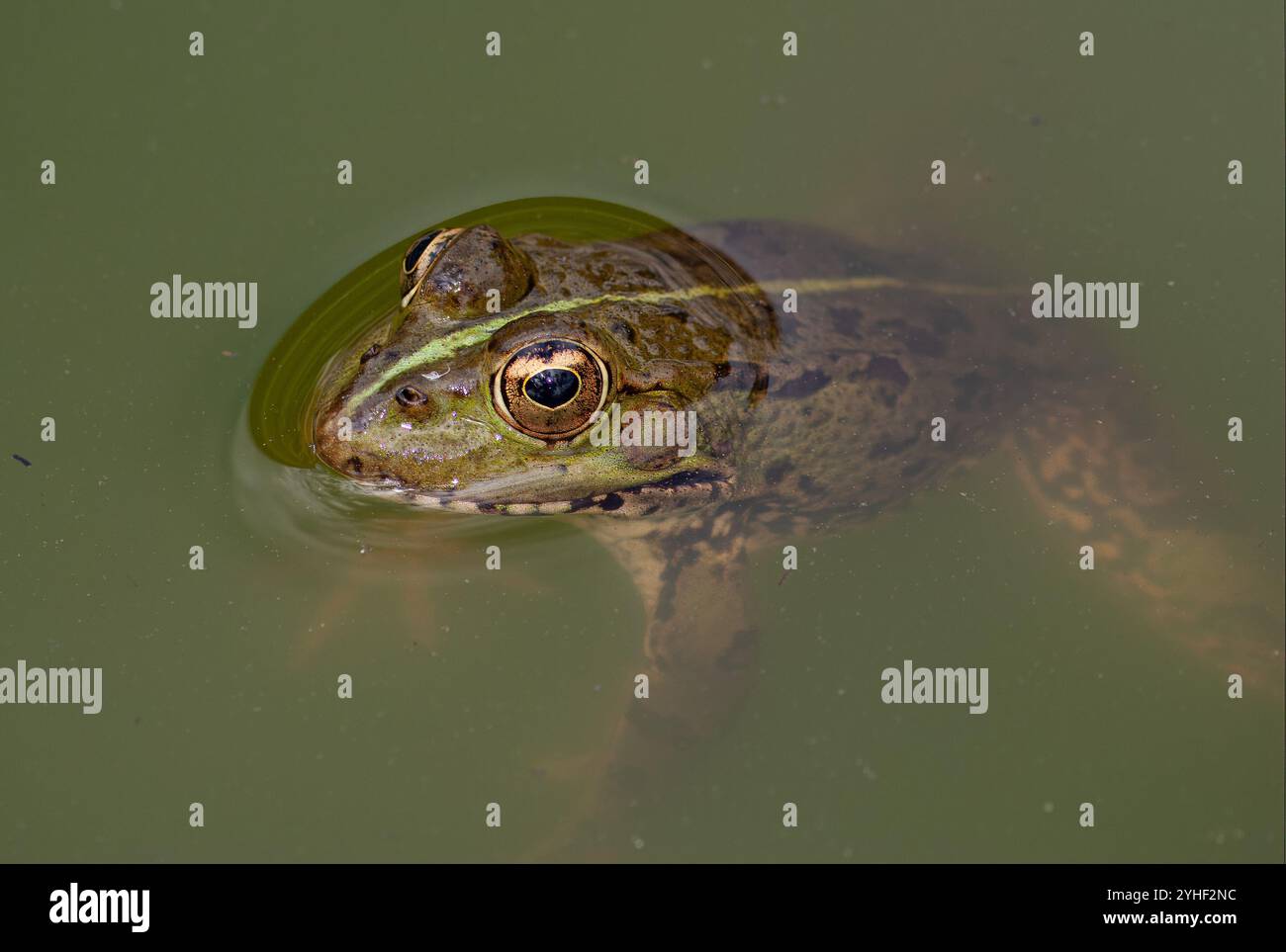 Green frog, scientific name Pelophylax perezi. it is a frog of medium ...