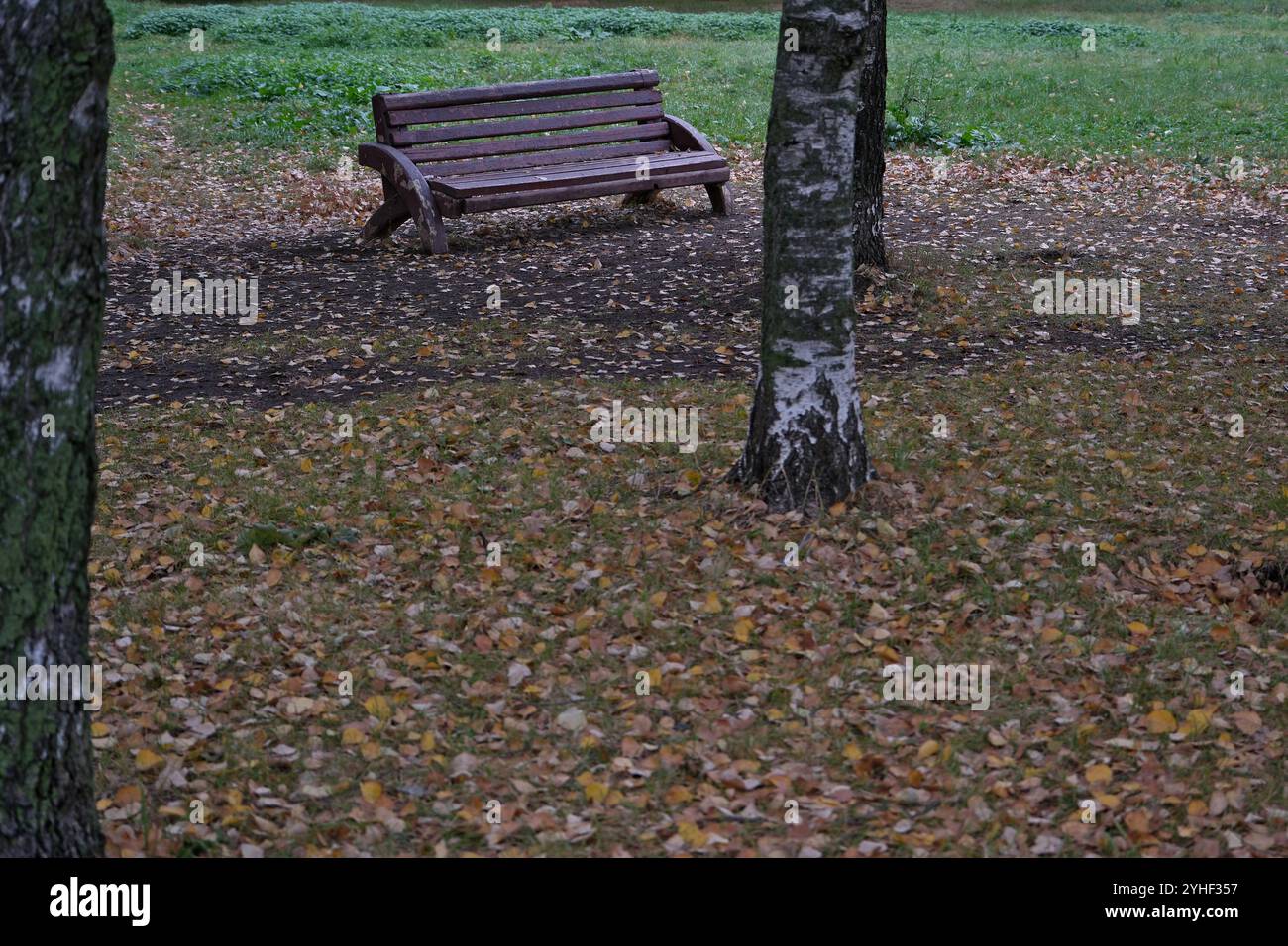 Bench in the park with birch trees and fallen leaves in autumn Stock ...